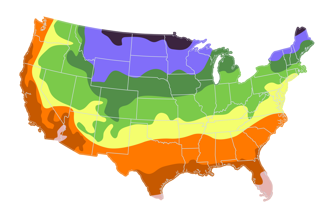 Complete Cilantro Grow Guide - Everything You Need to Know – Seedboy